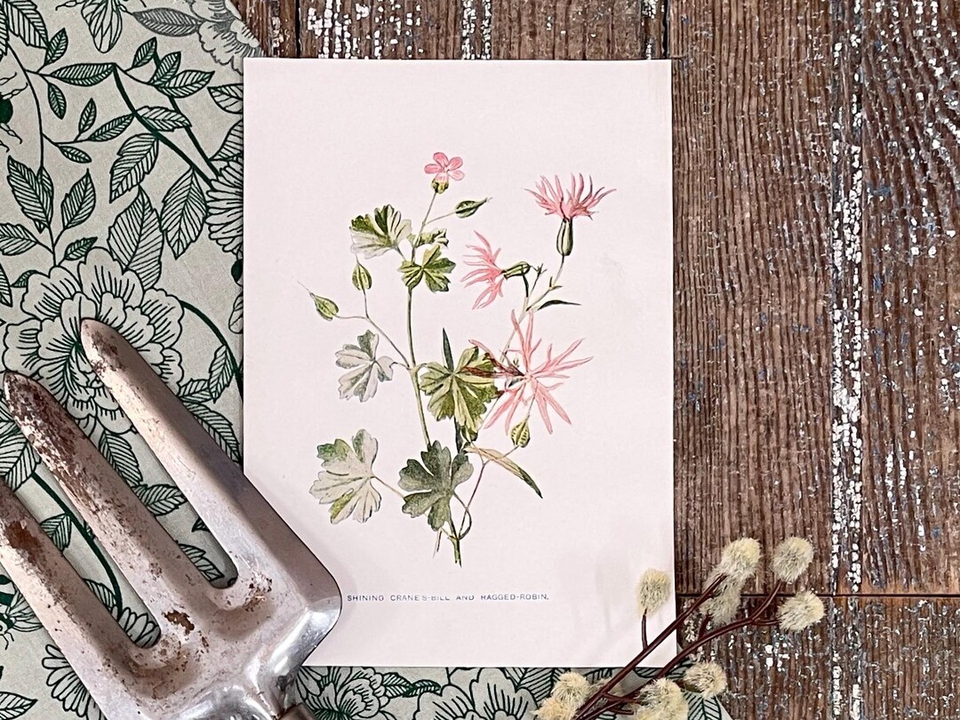 1899 Cranesbill & Ragged Robin Plant Print! Botanical Study! Framable ...