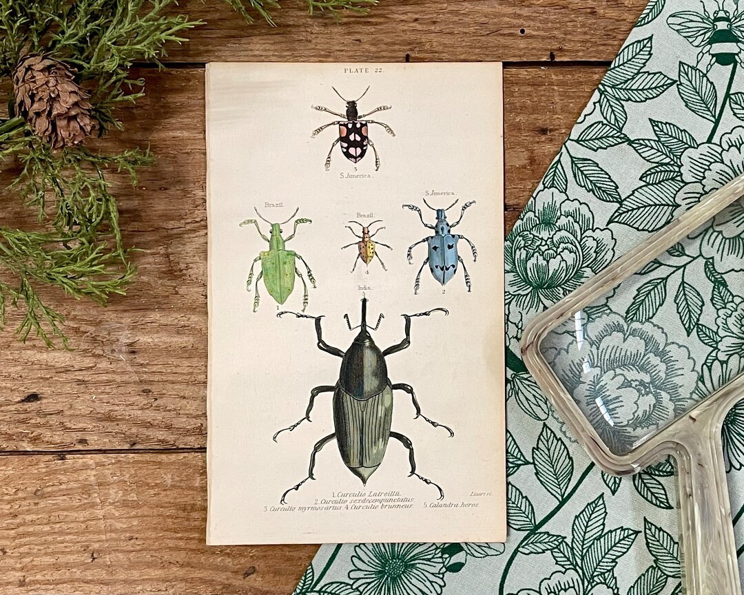 1858 Weevil Beetles Color Lithograph Print! Naturalist Library! Nature ...