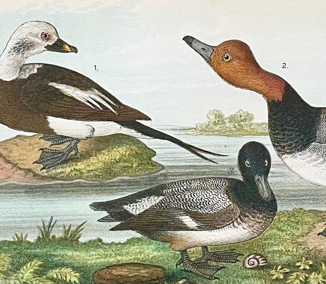 Old Squaw, Red Head & Lesser Scaup Duck Summer Duck Original 1890 Color ...