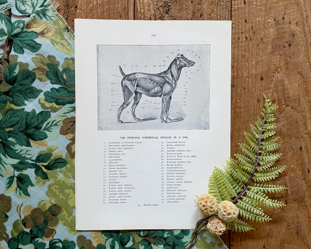 1907 Dog Muscular Anatomy! the Principal Superficial Muscles of a ...