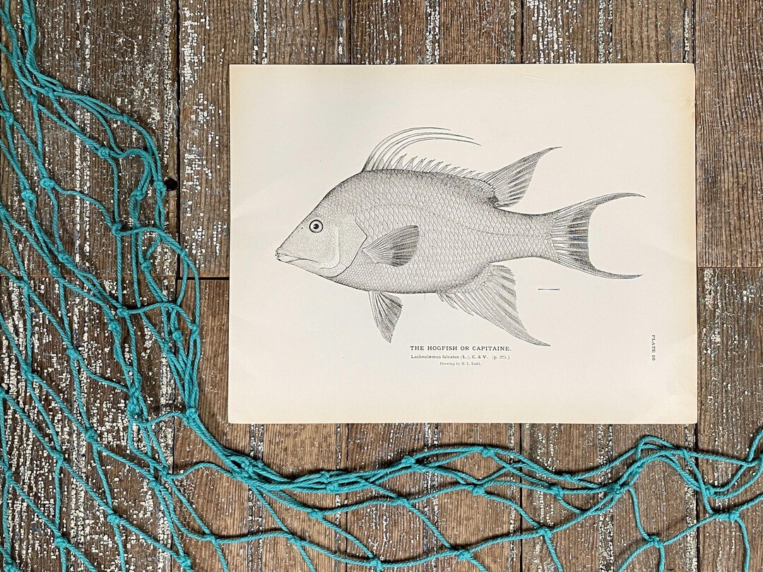 1884 the Hogfish or Capitaine Print! Marine Saltwater Fish Print ...