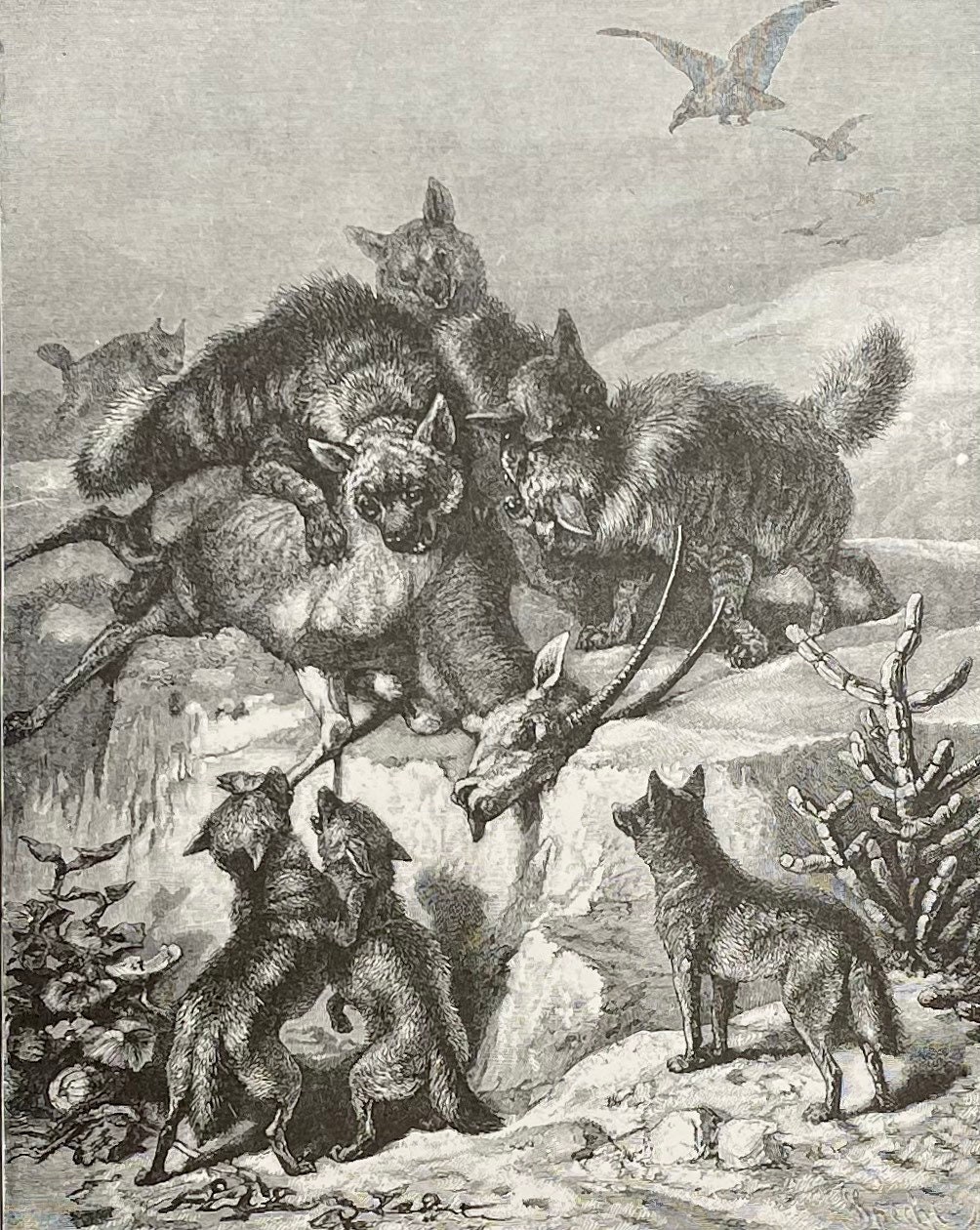 Striped Hyenas Print Original Black & White Lithograph Selmar Hess 1898 ...
