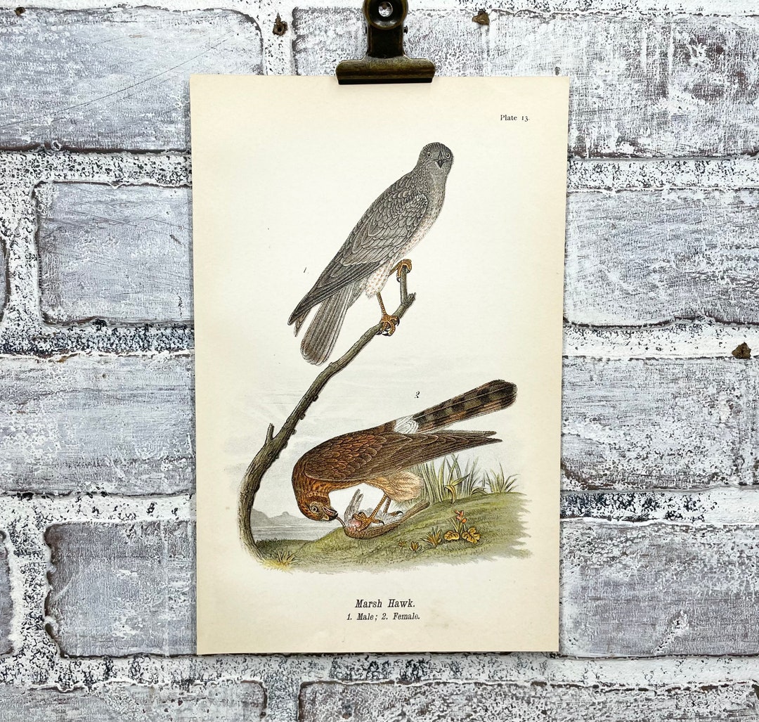 1890 Marsh Hawk Lithograph! Antique Bird Print - Etsy