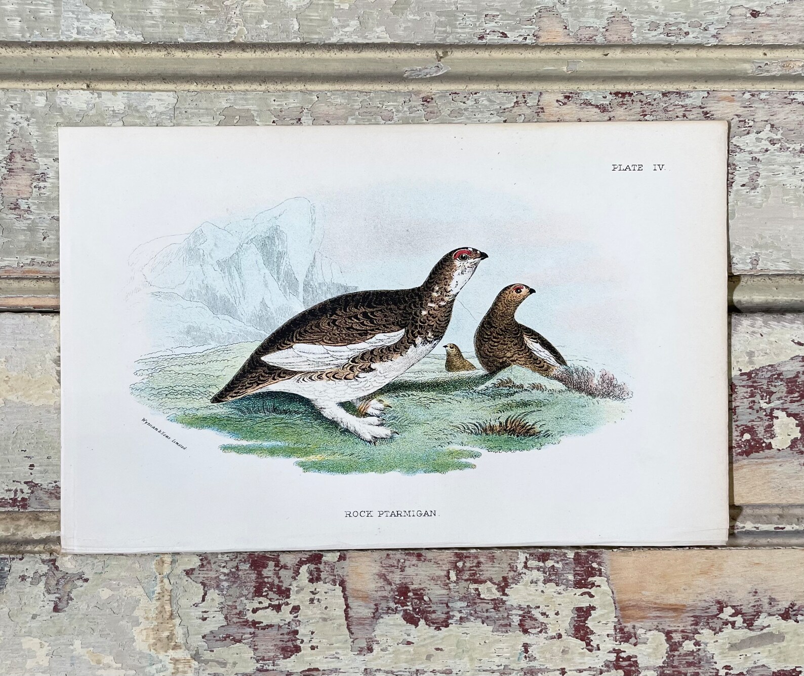 Gallery Wall! Set of 4 Framable Antique Grouse Prints! 1895 Original ...