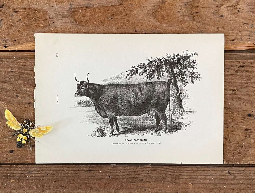 1890’s Devon Cow, Edith! Original Framable Print! Book Illustration ...