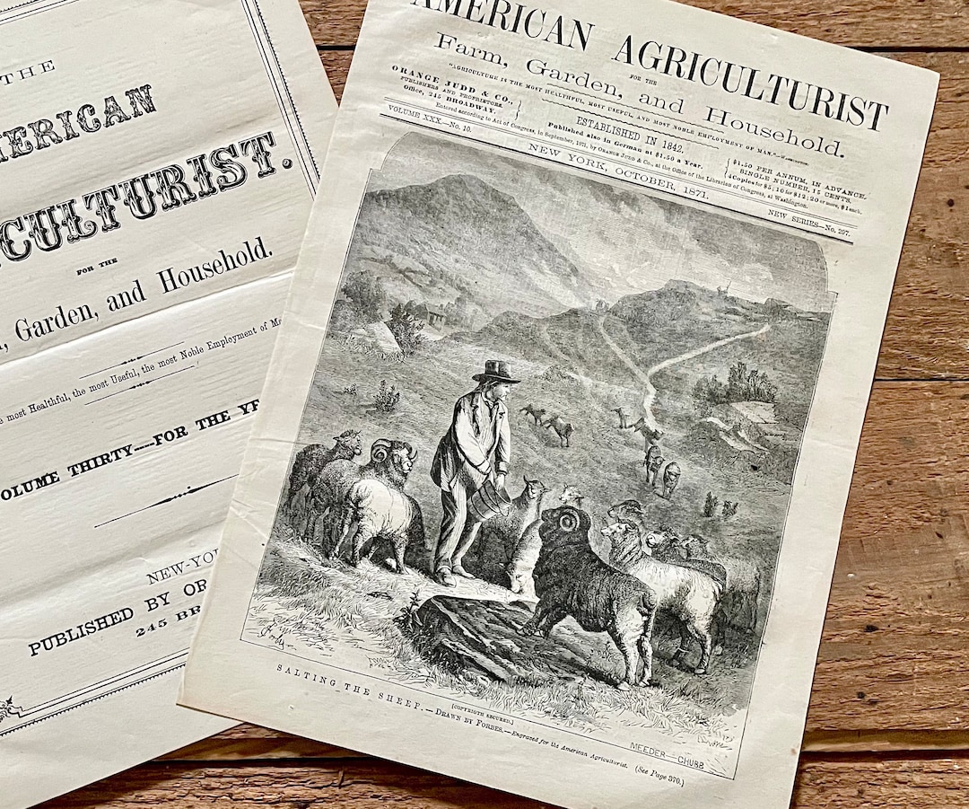 American Agriculturist Salting the Sheep Print! October 1871! Original ...