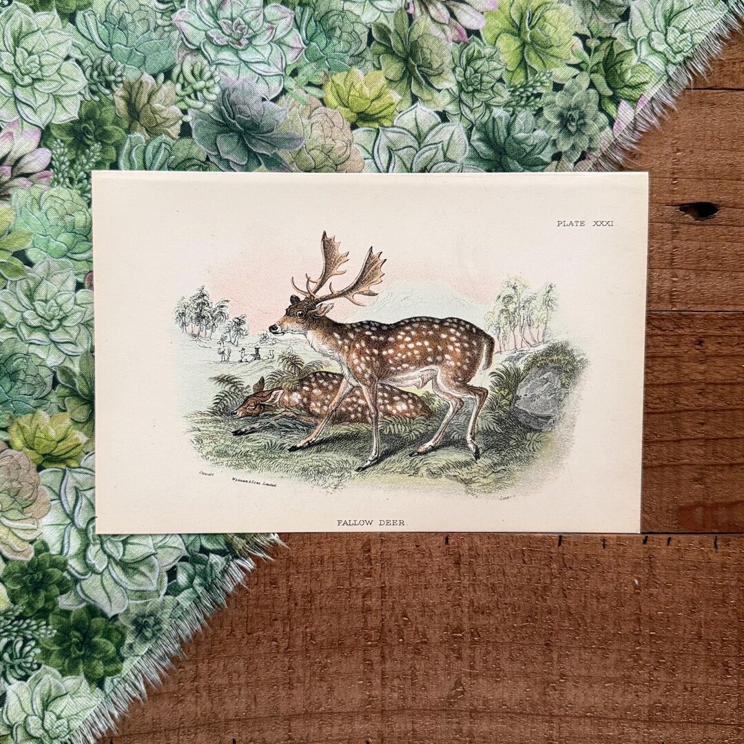 Antique Fallow Deer Print! Woodland Creatures Mammal Lithograph! (c ...
