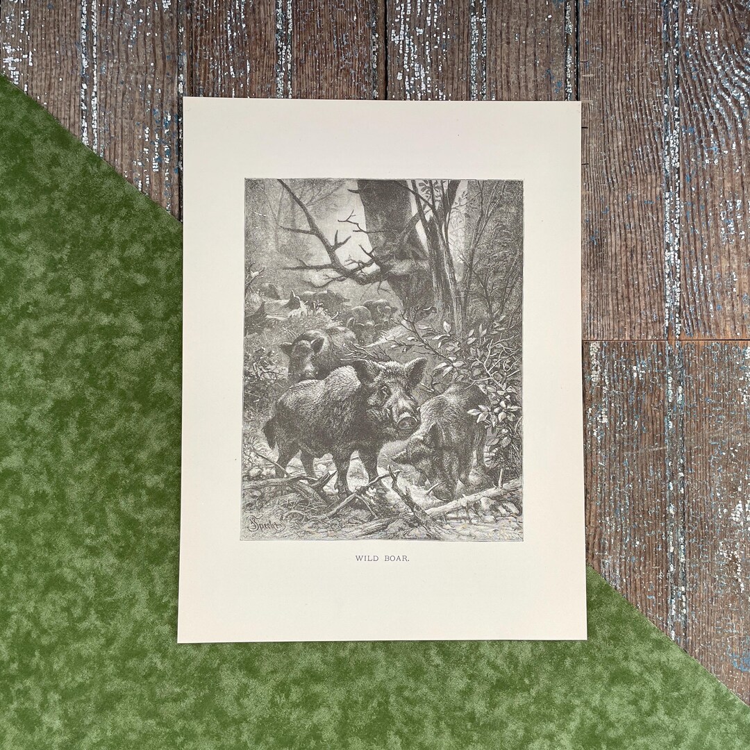 1885 Wild Boar Print! Original Black & White Engraving! Selmar Hess ...