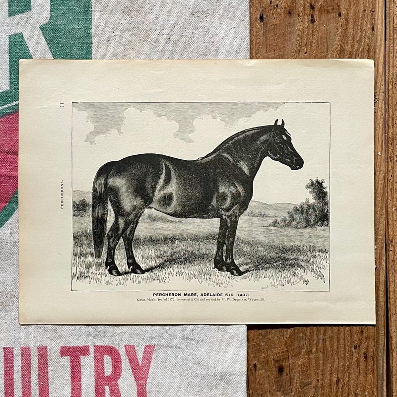 Percheron - Etsy