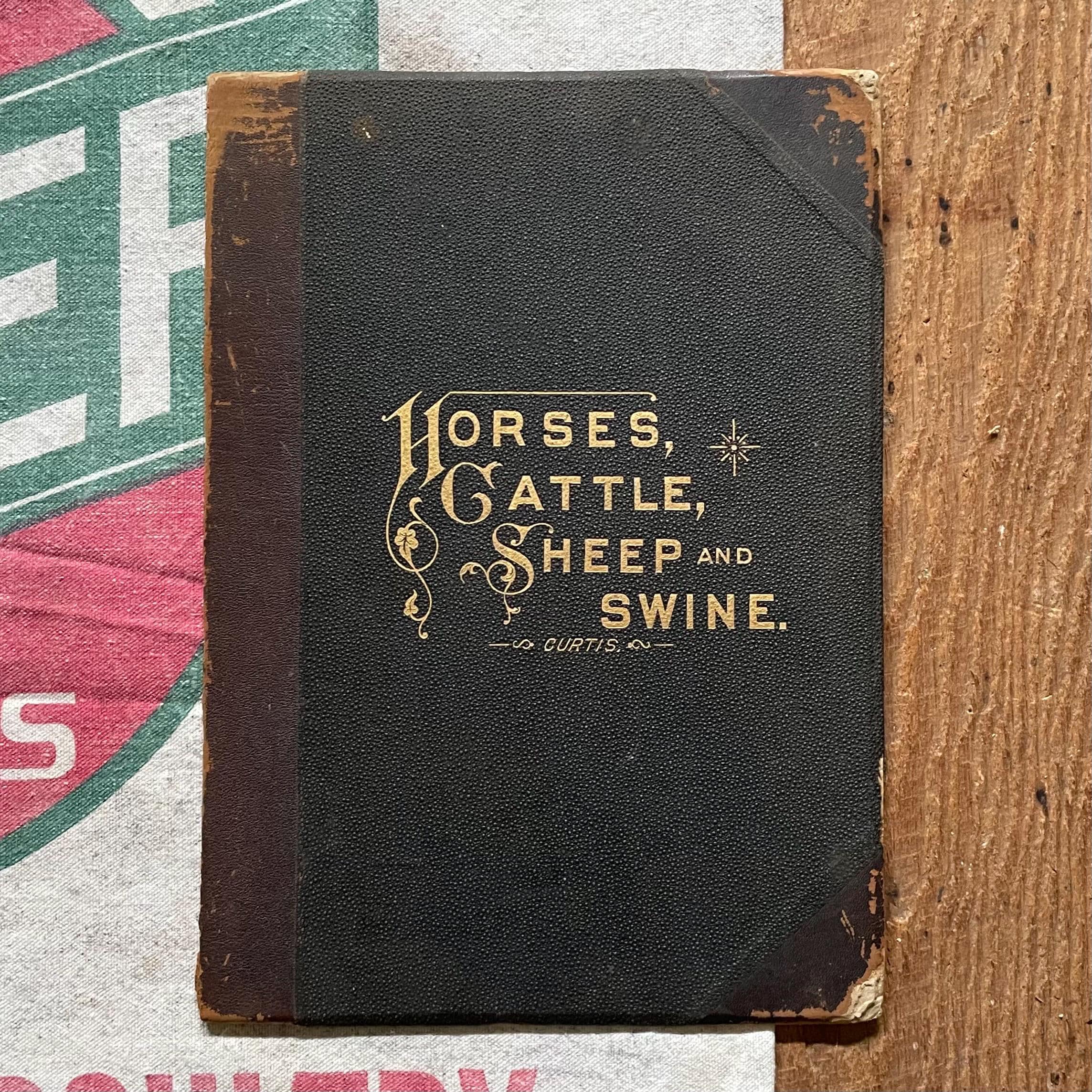 1888 Aberdeen Angus Bull, Baron Valiant Print Original Illustration ...