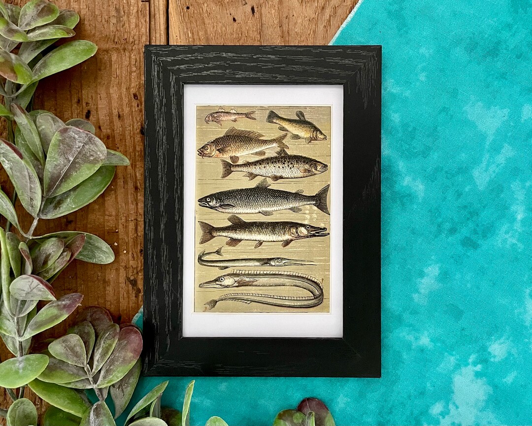 1870s Game Fish Lithograph: Framed Antique Natural History Print - Etsy