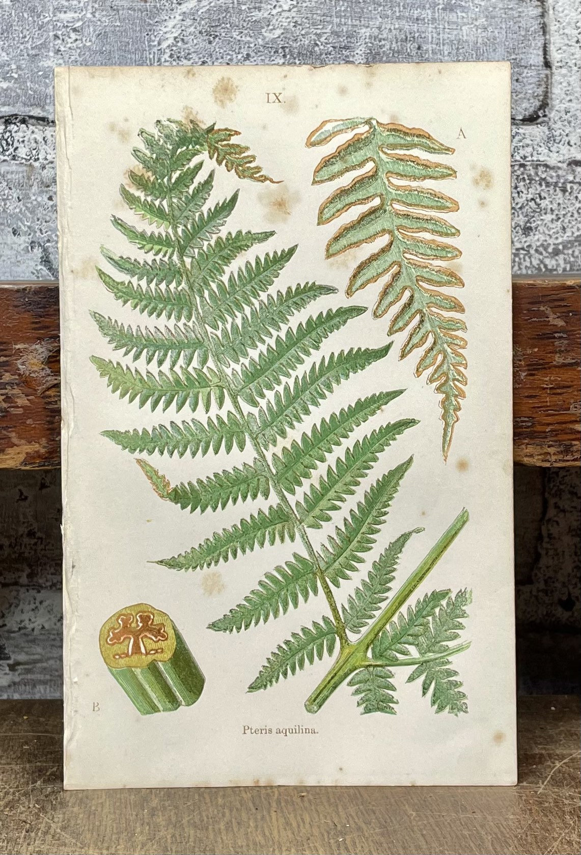 1863 Eagle Fern, Pteris Aquilina British Ferns Allies by Thomas Moore ...