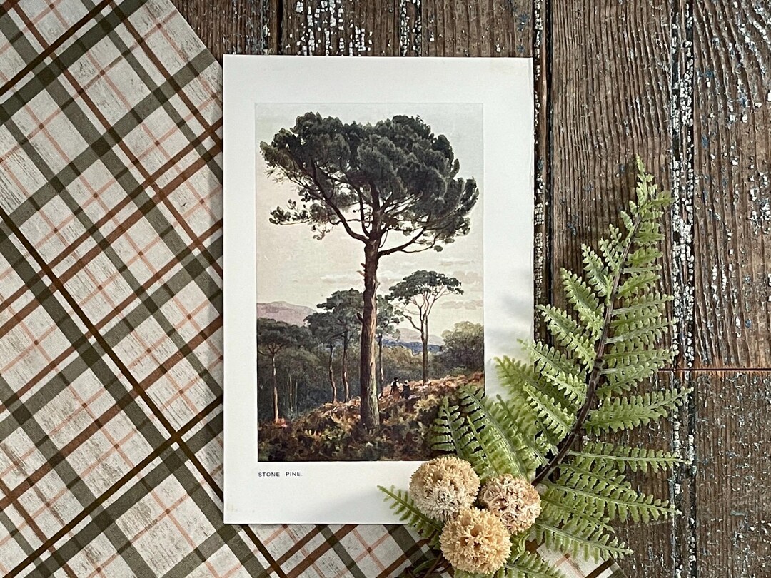 1906 Stone Pine Tree Illustration! Tree Botanical Study Print! Framable ...