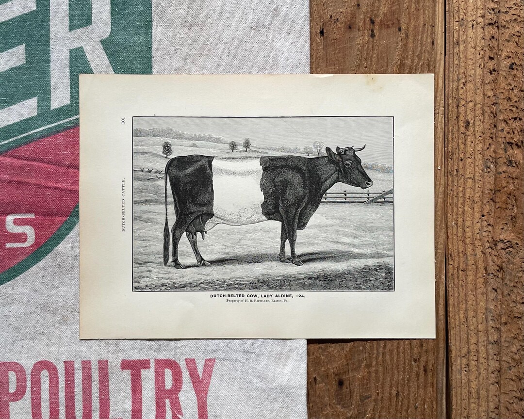 1888 Dutch Belted Cow Print! Original Illustration! Antique Framable ...
