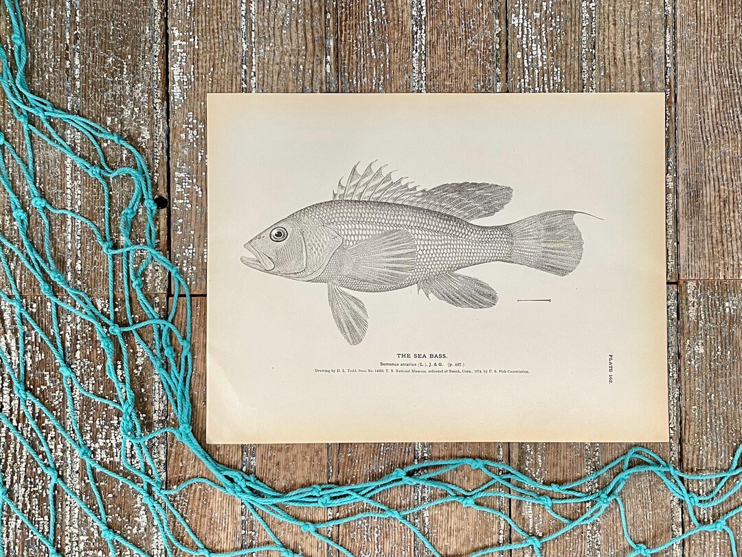 1884 the Sea Bass Fish Print! Marine Saltwater Fish Print! Original ...