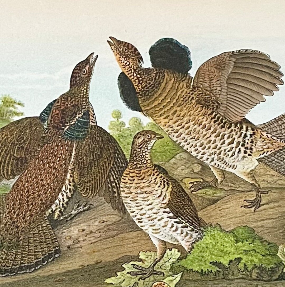 Ruffled Grouse! Original 1890 Color Lithograph! Antique Game Bird Print ...