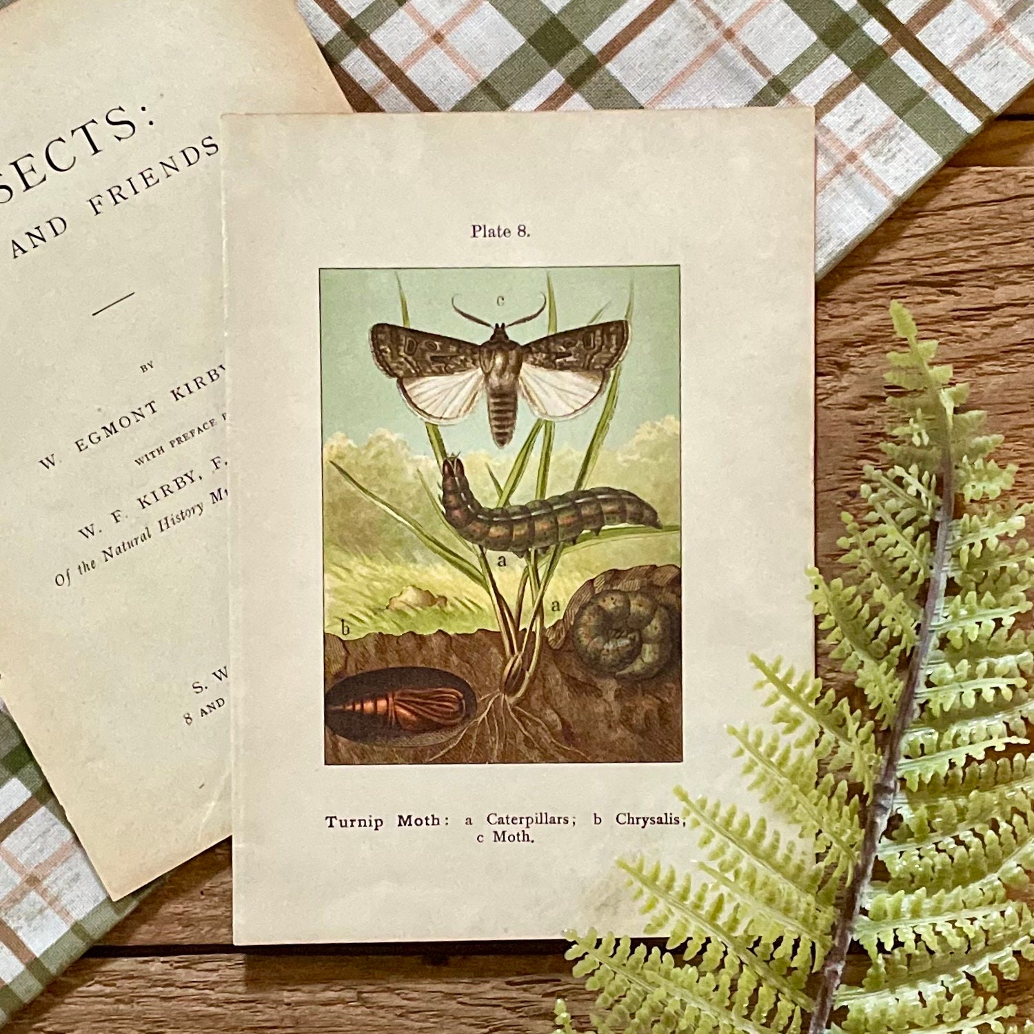 Turnip Moth Life Cycles Nature Print Original Colored - Etsy