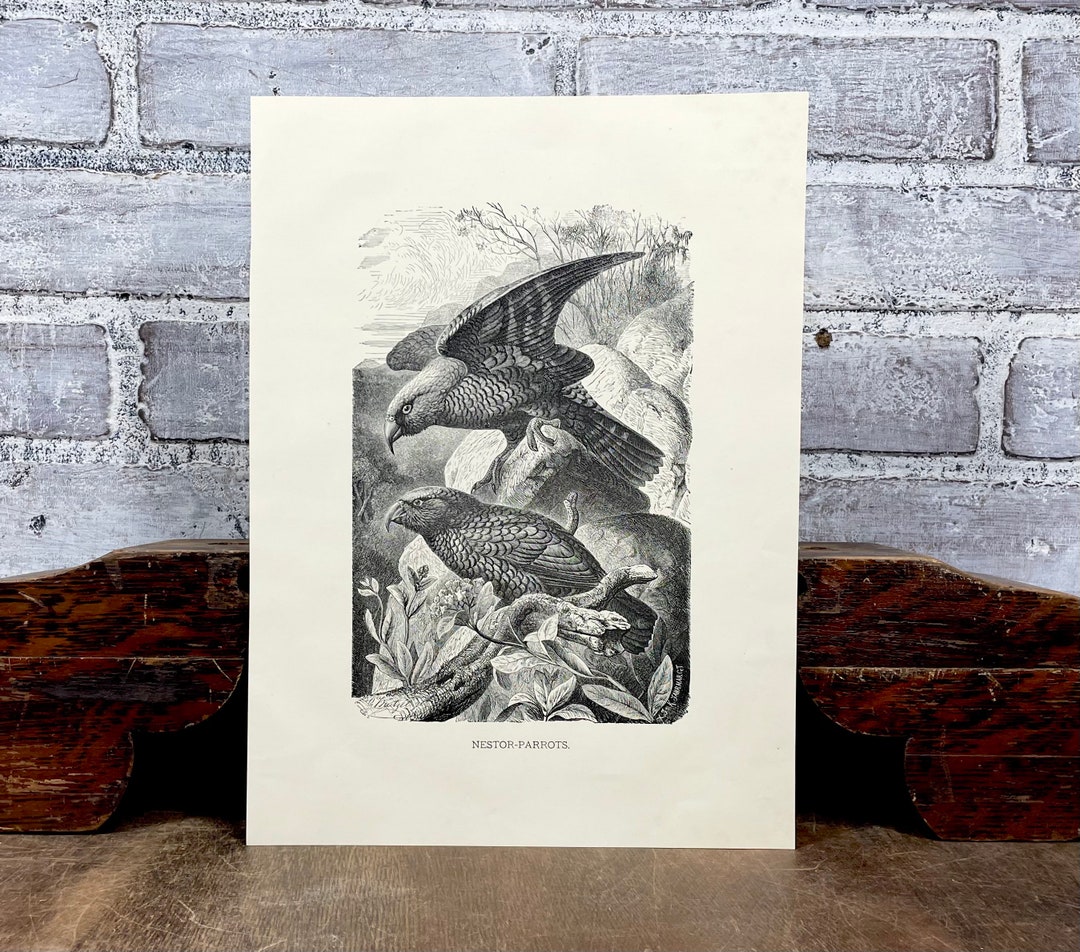 1898 Nestor Parrot Print: Antique Selmar Hess Engraving - Etsy