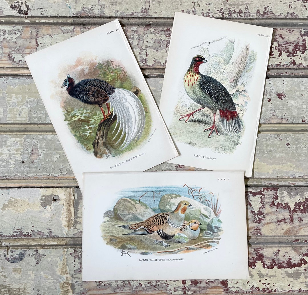 Gallery Wall! Set of 3 Framable Antique Pheasant & Grouse Game Bird ...