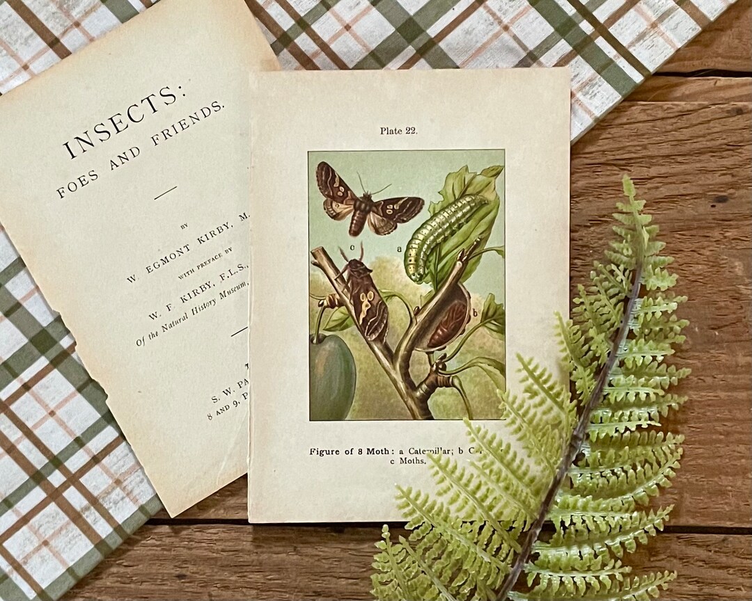 Figure of 8 Moth Life Cycles Nature Print! Original Color Lithograph ...
