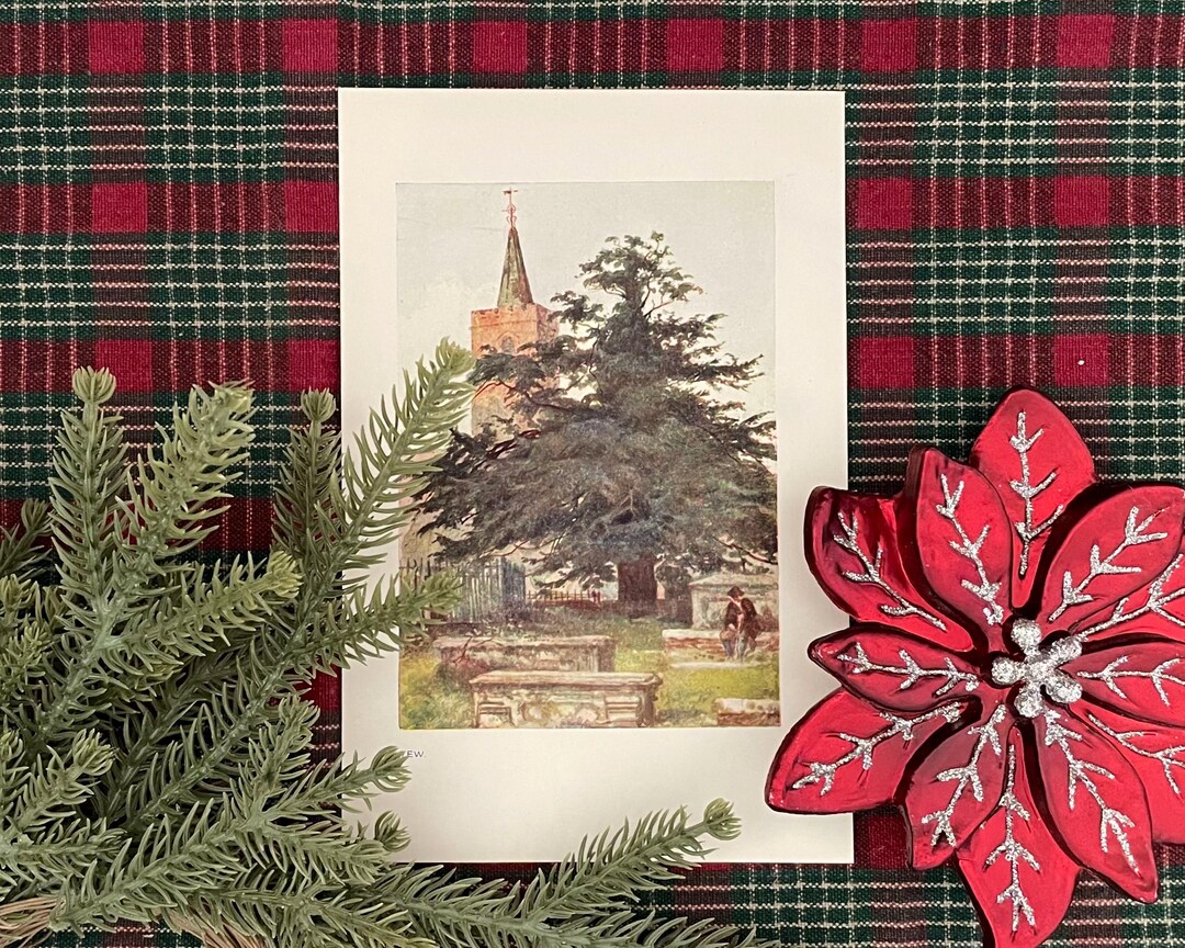 1906 Yew Tree Illustration! Pine Tree Botanical Study Print! Familiar ...