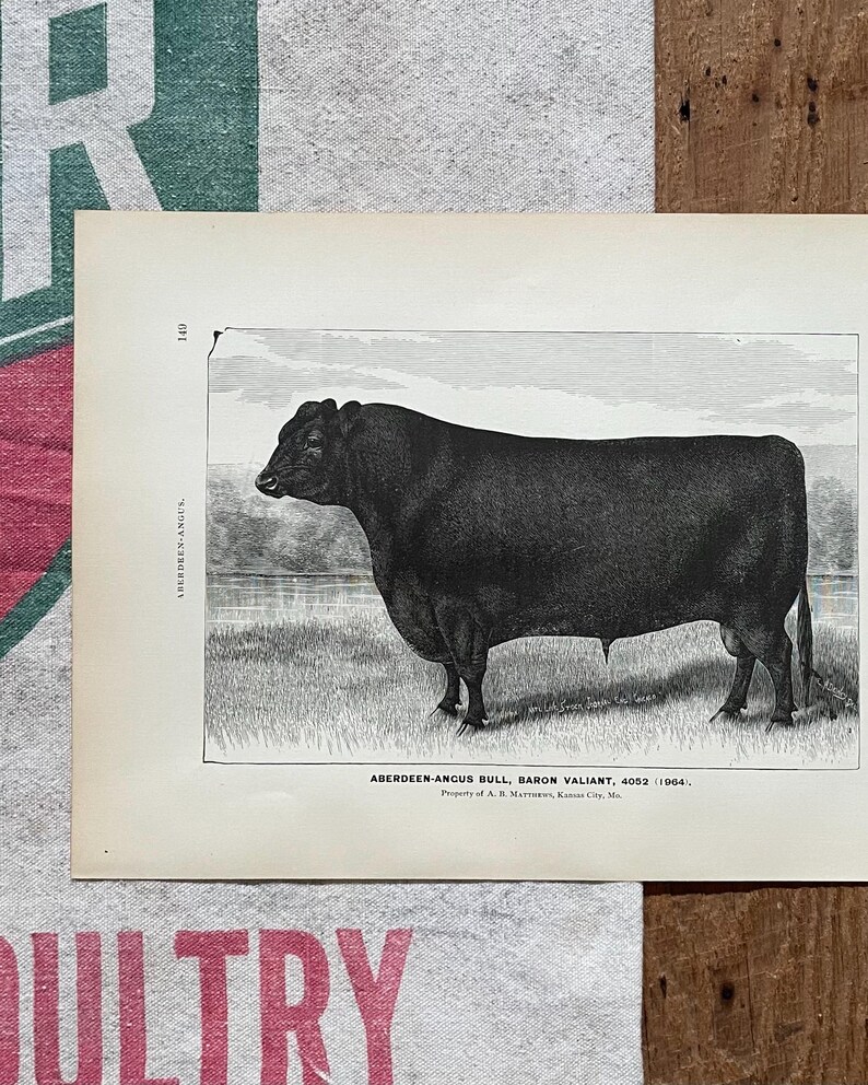 1888 Aberdeen Angus Bull, Baron Valiant Print Original Illustration ...