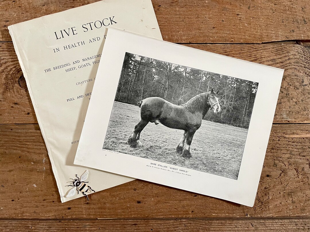 1902 Shire Stallion, Buscot Harold! Original Book Photo! Framable ...