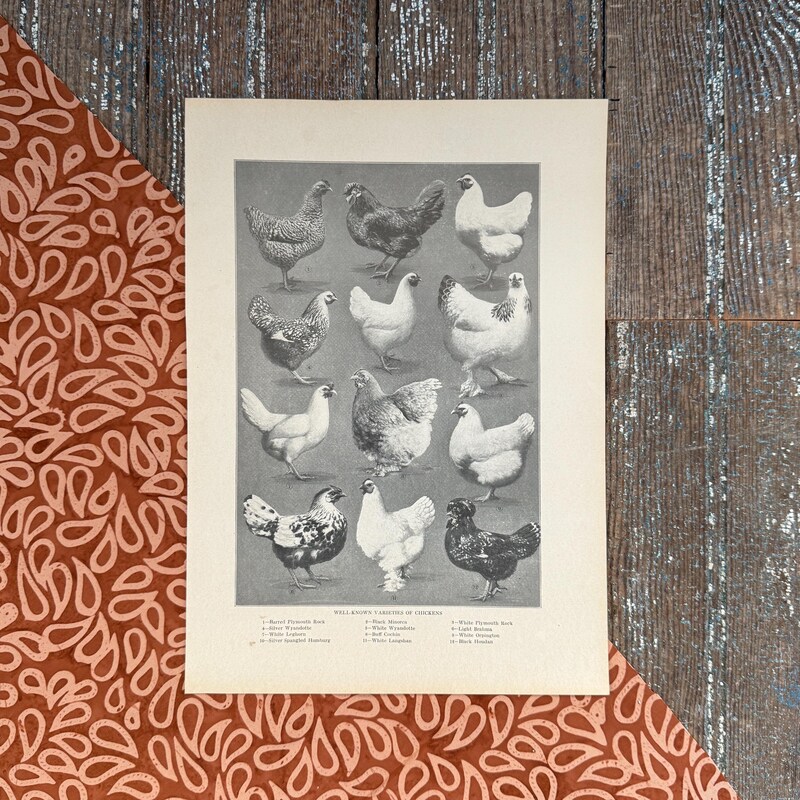 Antique Chickens - Etsy