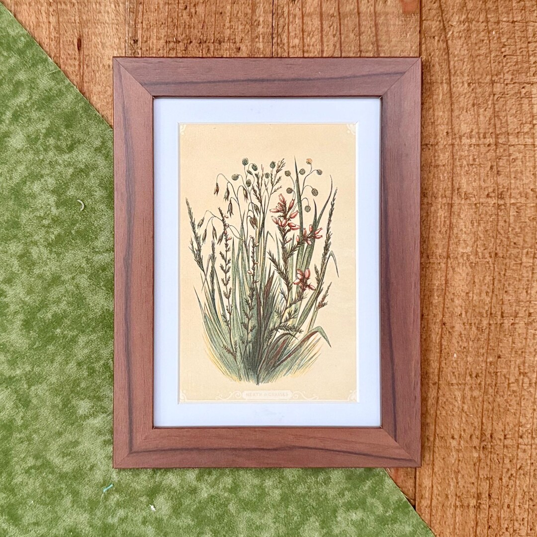 1860 Heath & Grasses Botanical Print! Framed Antique Colored Lithograph ...
