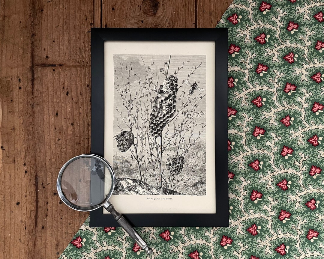 1870 Paper Wasp and Nests Print! Framed or Print Only! B & W Insect ...