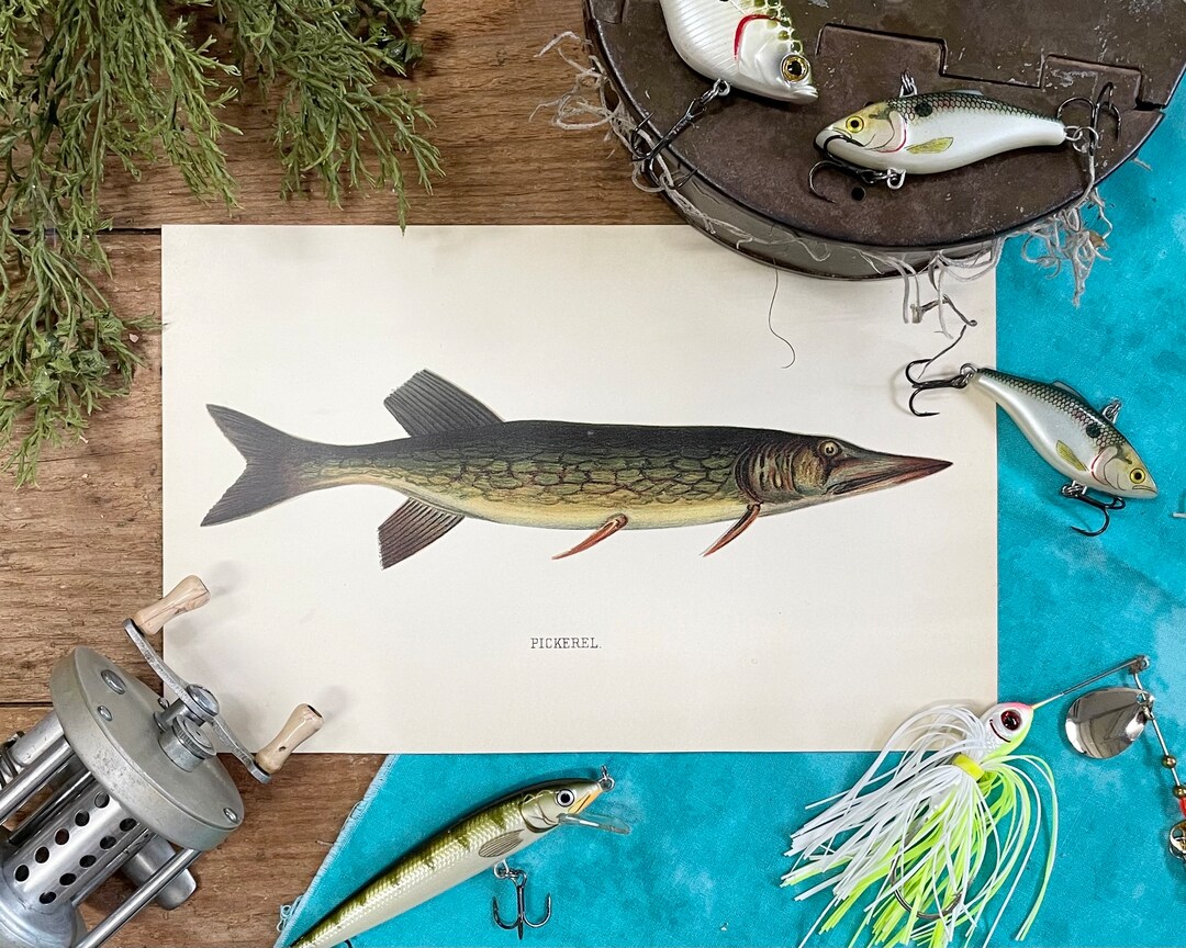 1902 Pickerel Fish Print: Antique Chromolithograph, PA Fisheries Report ...