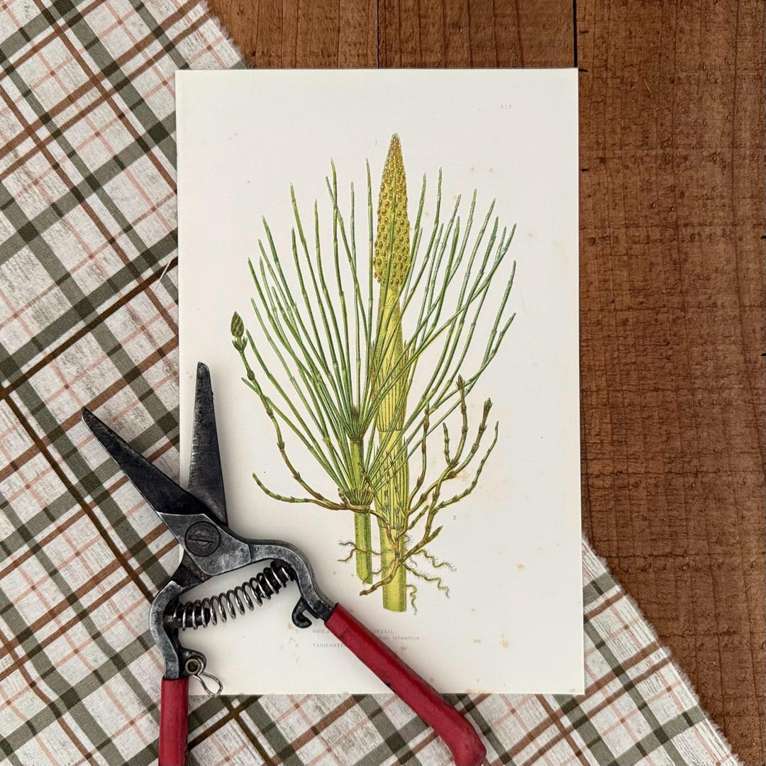 1889 Variegated Rough Horsetail Fern Print: Antique Botanical Anne ...
