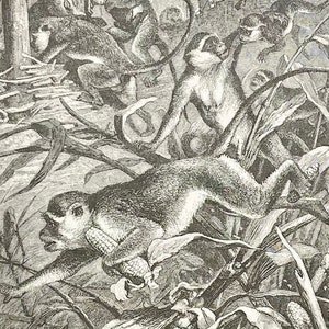 Green Monkeys! Original Black & White Lithograph! Selmar Hess! 1898 ...