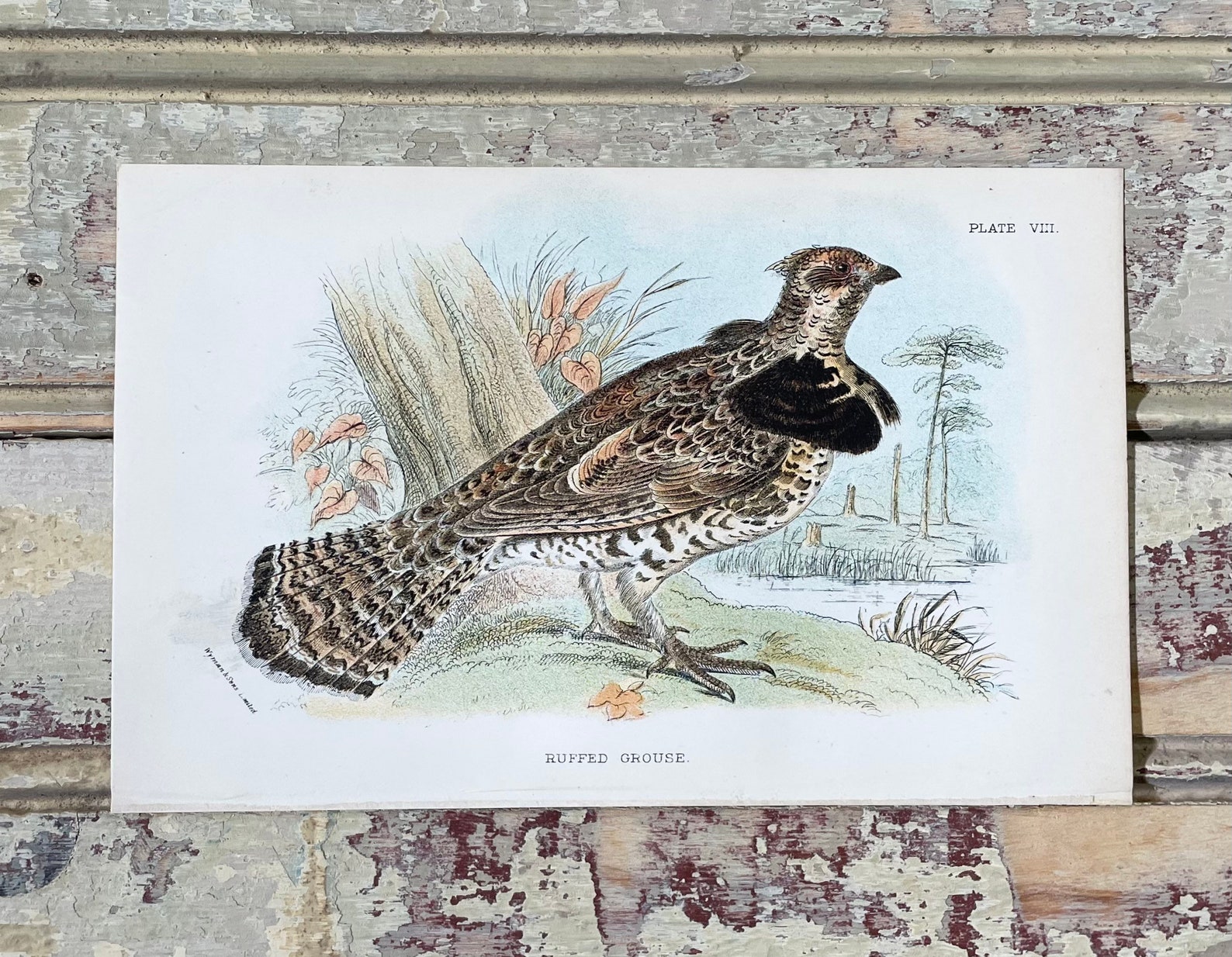 Gallery Wall! Set of 4 Framable Antique Grouse Prints! 1895 Original ...