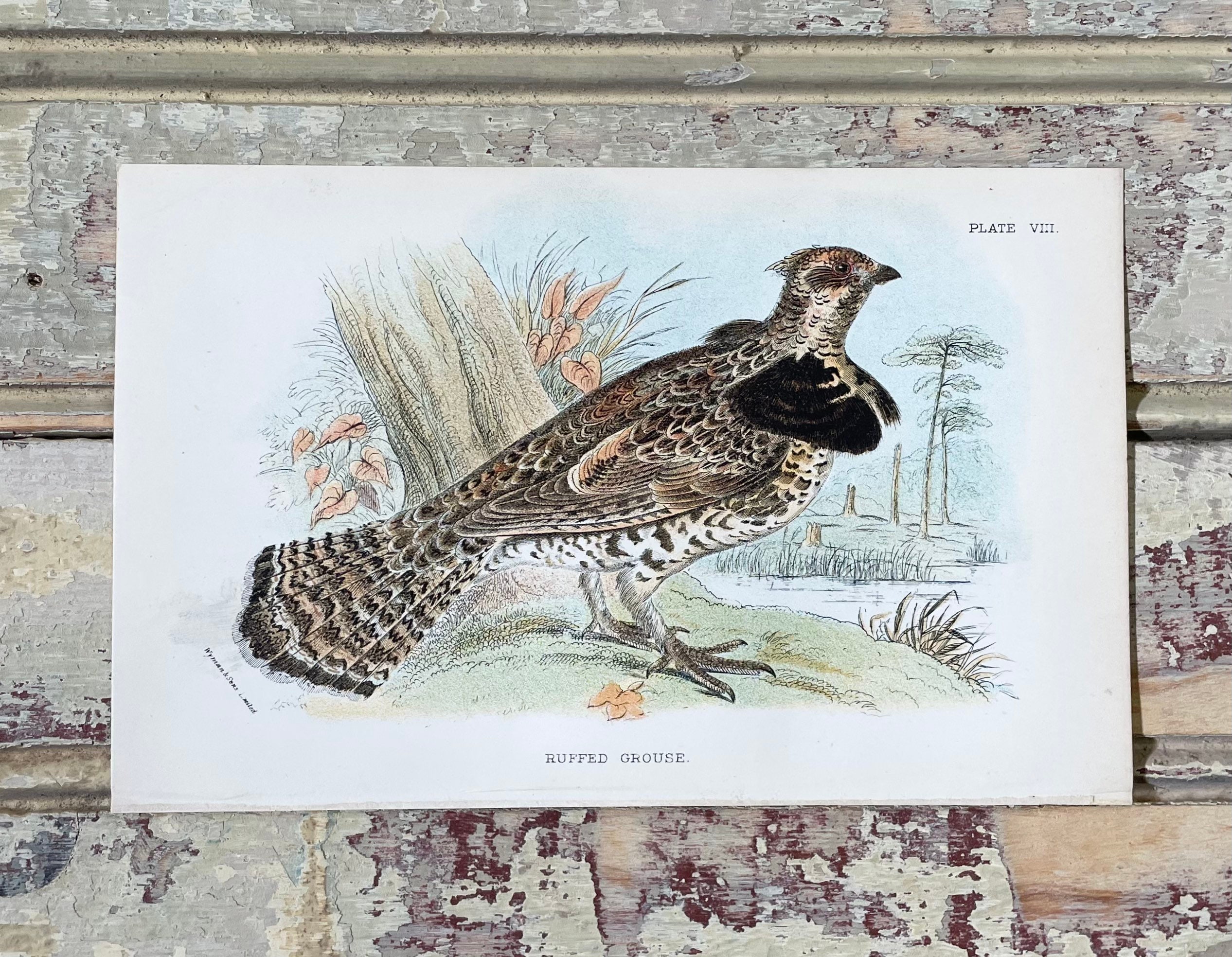 Gallery Wall! Set of 4 Framable Antique Grouse Prints! 1895 Original ...