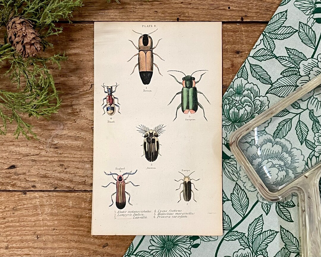 1858 Click Beetle Color Lithograph Print! Naturalist Library! Nature ...