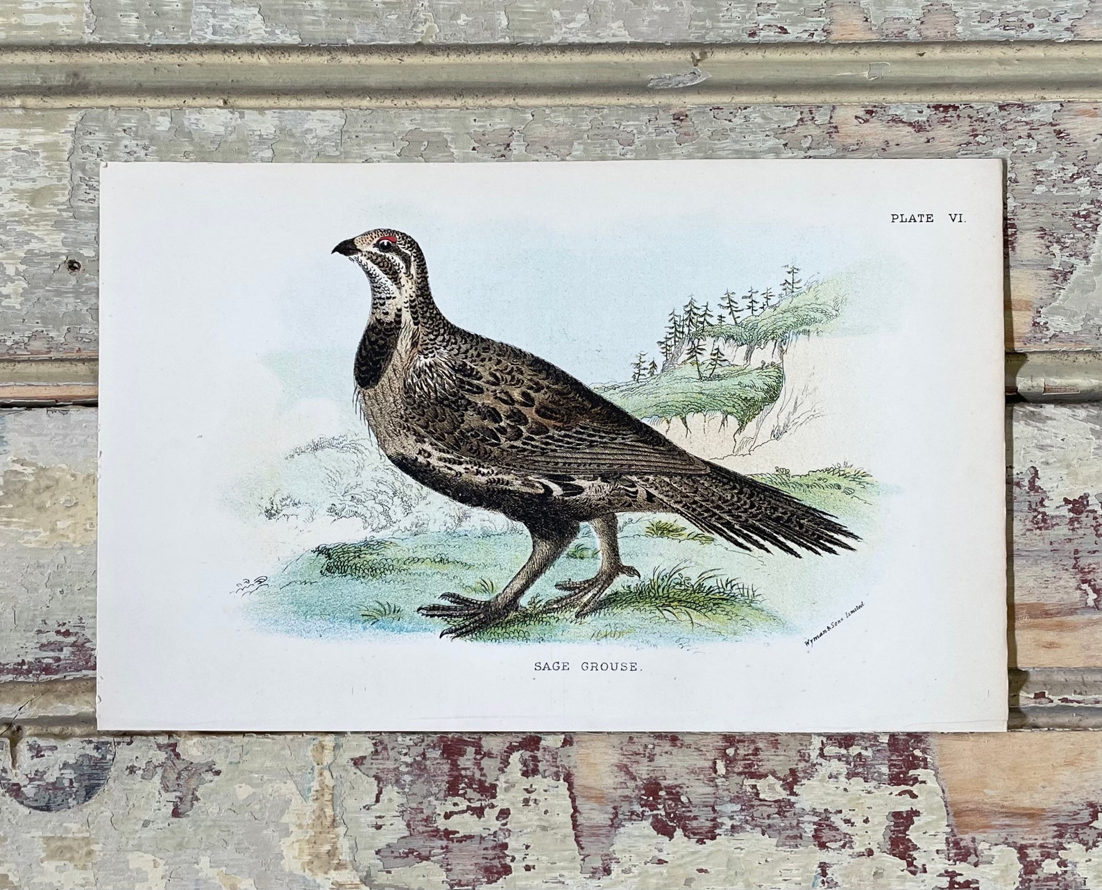 Gallery Wall! Set of 4 Framable Antique Grouse Prints! 1895 Original ...