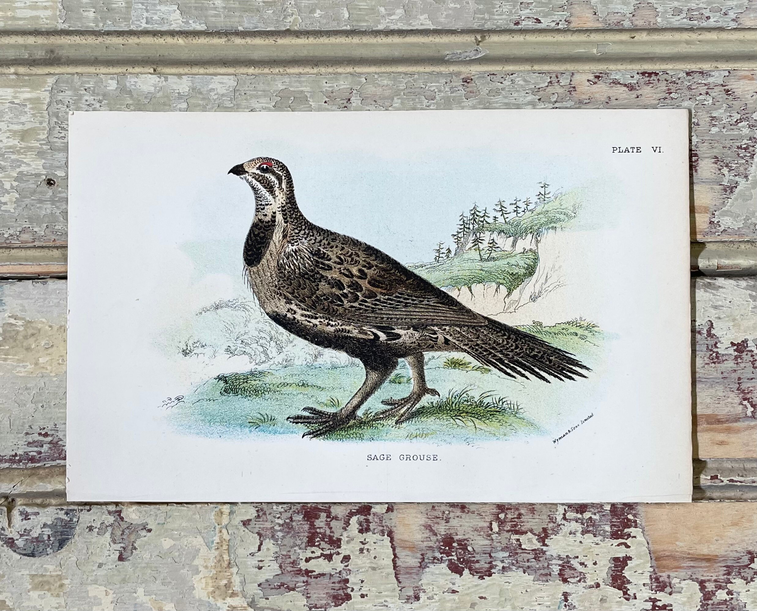 Gallery Wall! Set of 4 Framable Antique Grouse Prints! 1895 Original ...