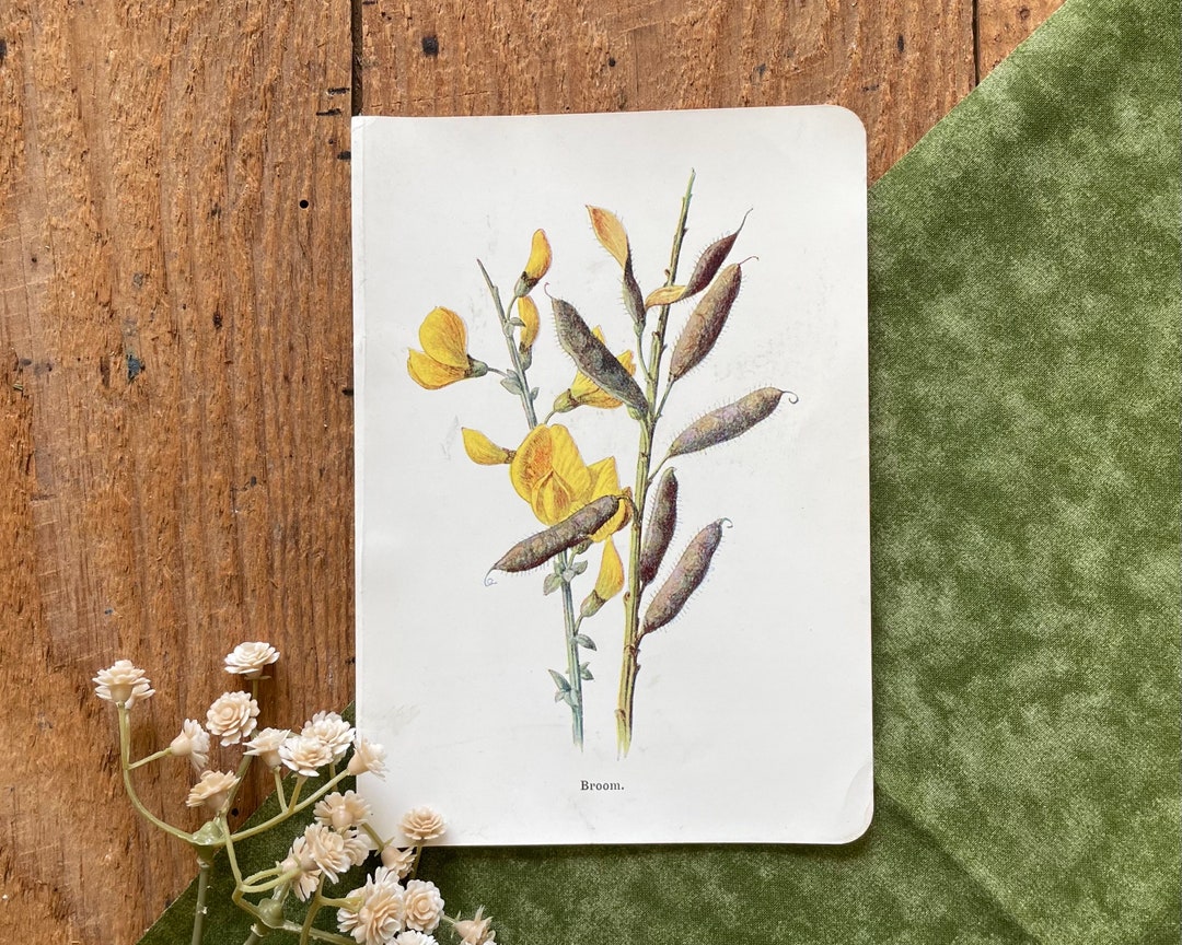 1907 Broom Tree Botanical Print! Wild Fruits of the Countryside ...