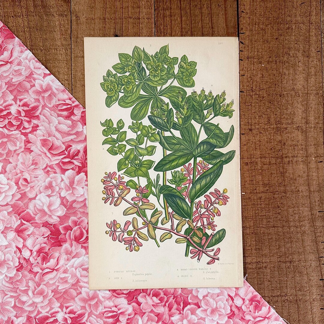 Antique Botanical Print – Anne Pratt Engraving – Euphorbia Spurge ...