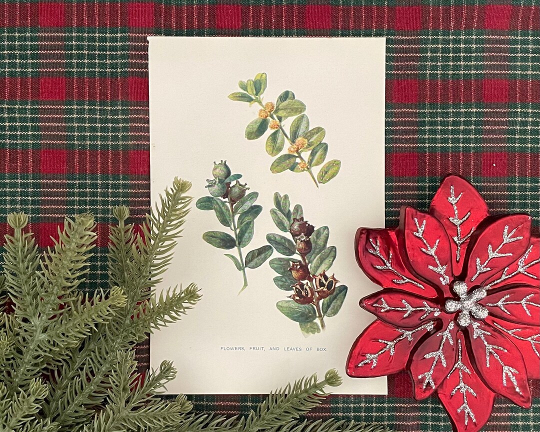 1906 Boxwood Illustration! Botanical Study Print! Familiar Trees ...