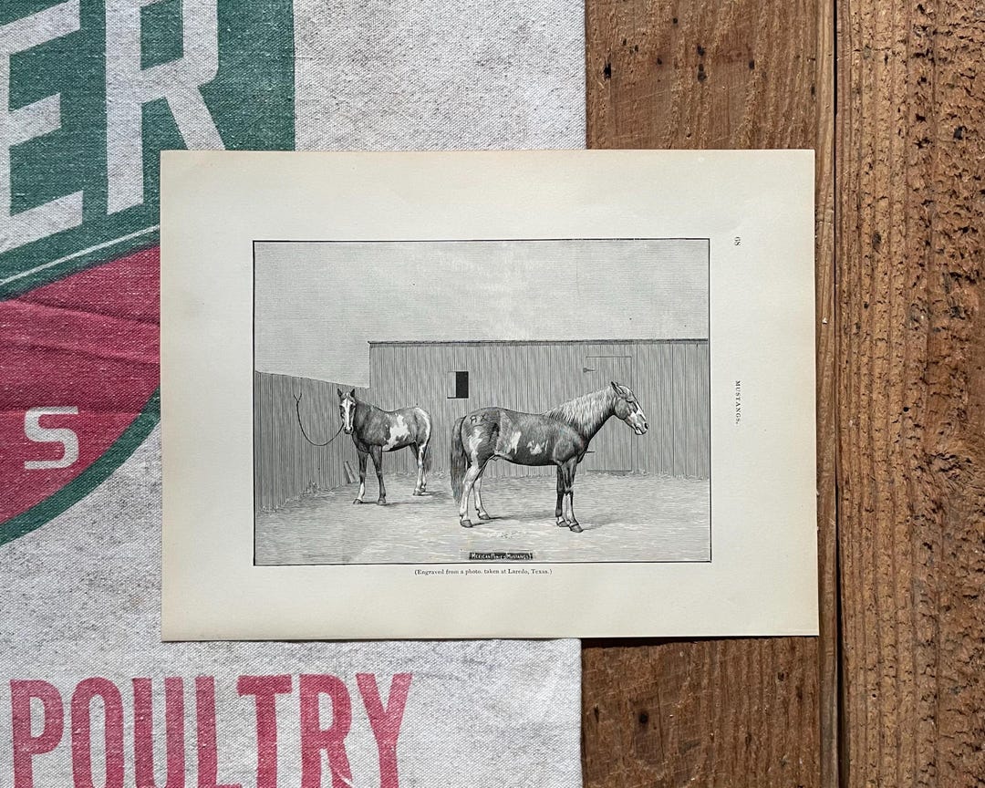 Mexican Mustang Ponies Print! Original Illustration! Antique Framable ...
