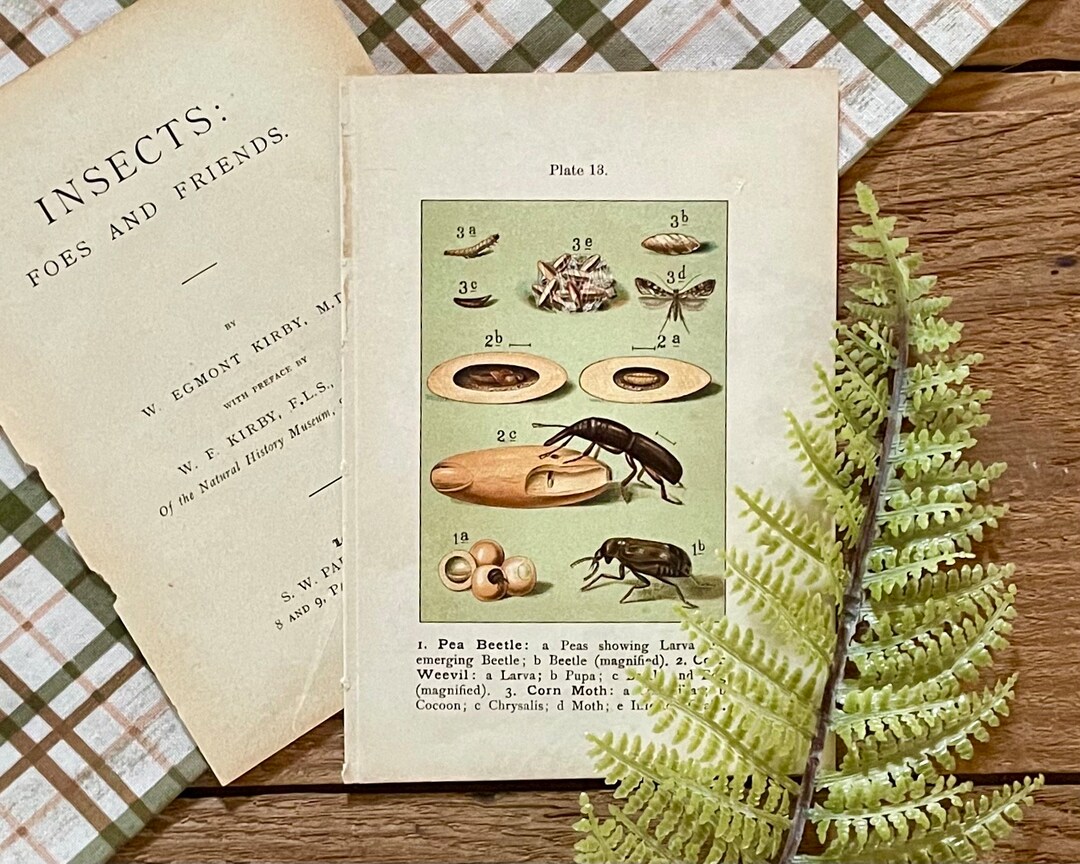 Beetles & Weevils Life Cycles Original Color Lithograph WE Kirby 1898 ...