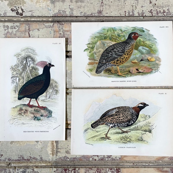 Partridge Game Bird Art - Etsy