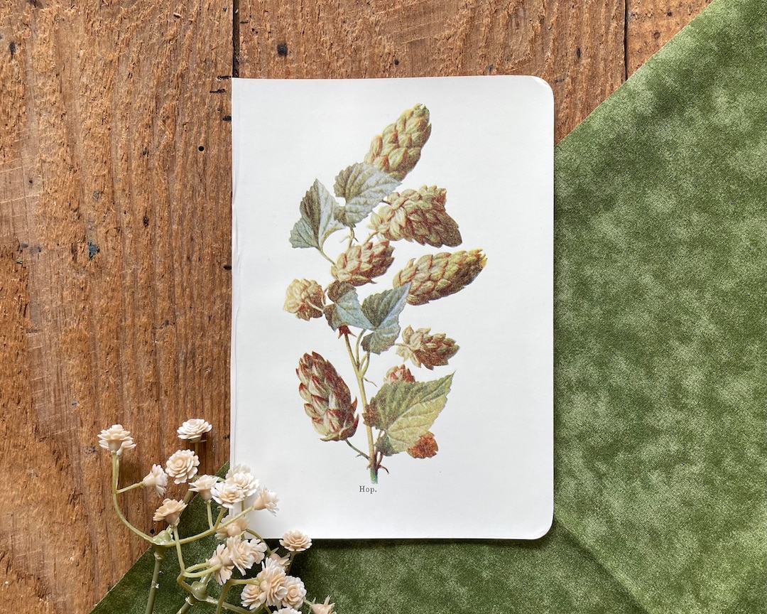 1907 Hop Plant Botanical Print Wild Fruits of the Countryside Gift for ...