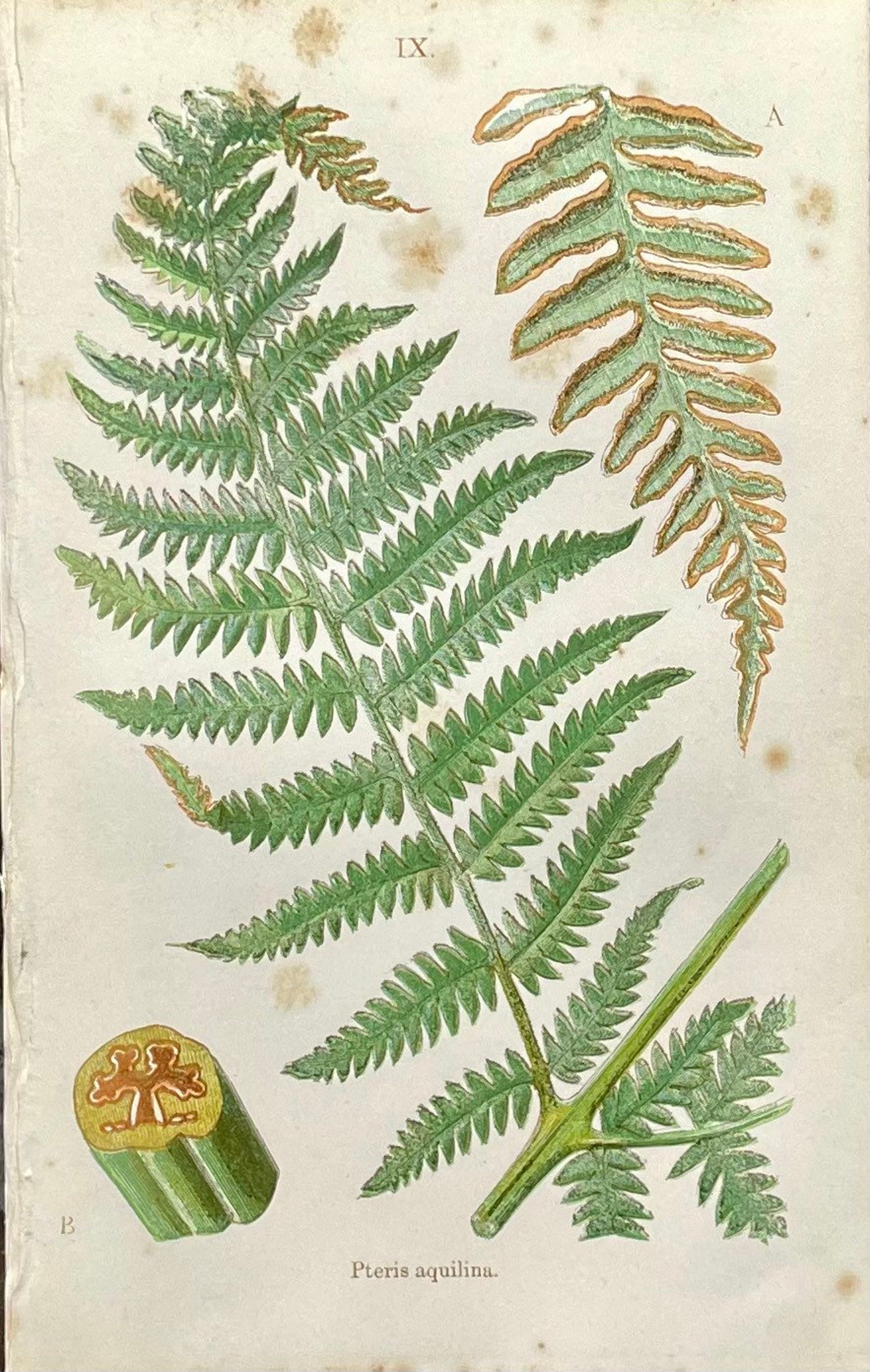 1863 Eagle Fern, Pteris Aquilina British Ferns Allies by Thomas Moore ...