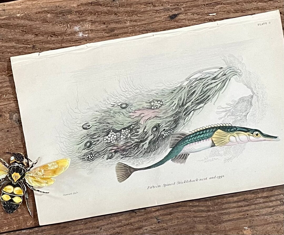 1843 15 Spined Stickleback Fish! Original Antique Hand Colored ...