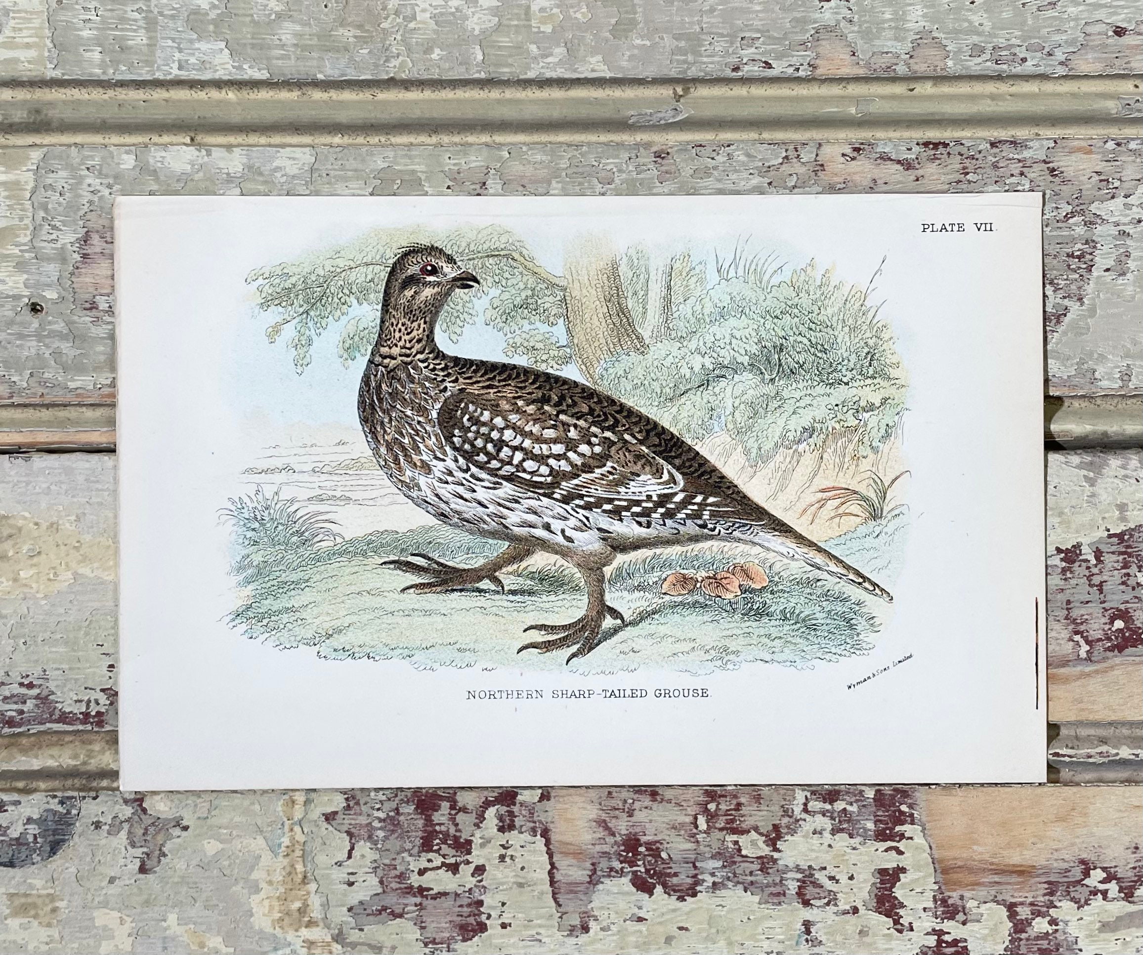Gallery Wall! Set of 4 Framable Antique Grouse Prints! 1895 Original ...