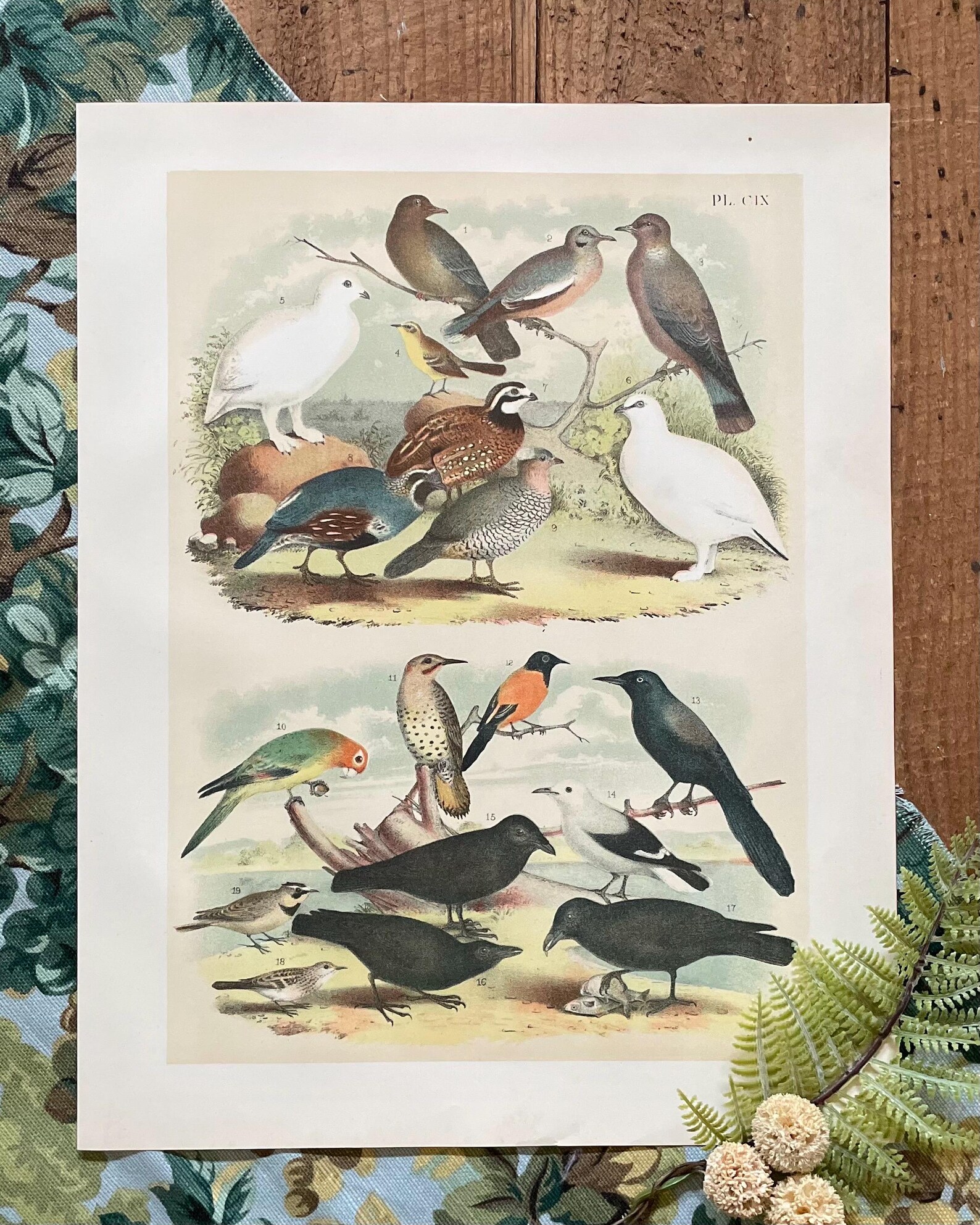 Antique Bird Lithograph: Crow, Dove & Partridge Gallery Wall Art (c ...