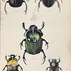 1858 Scarab Beetles Color Lithograph Print! Naturalist Library! Nature ...